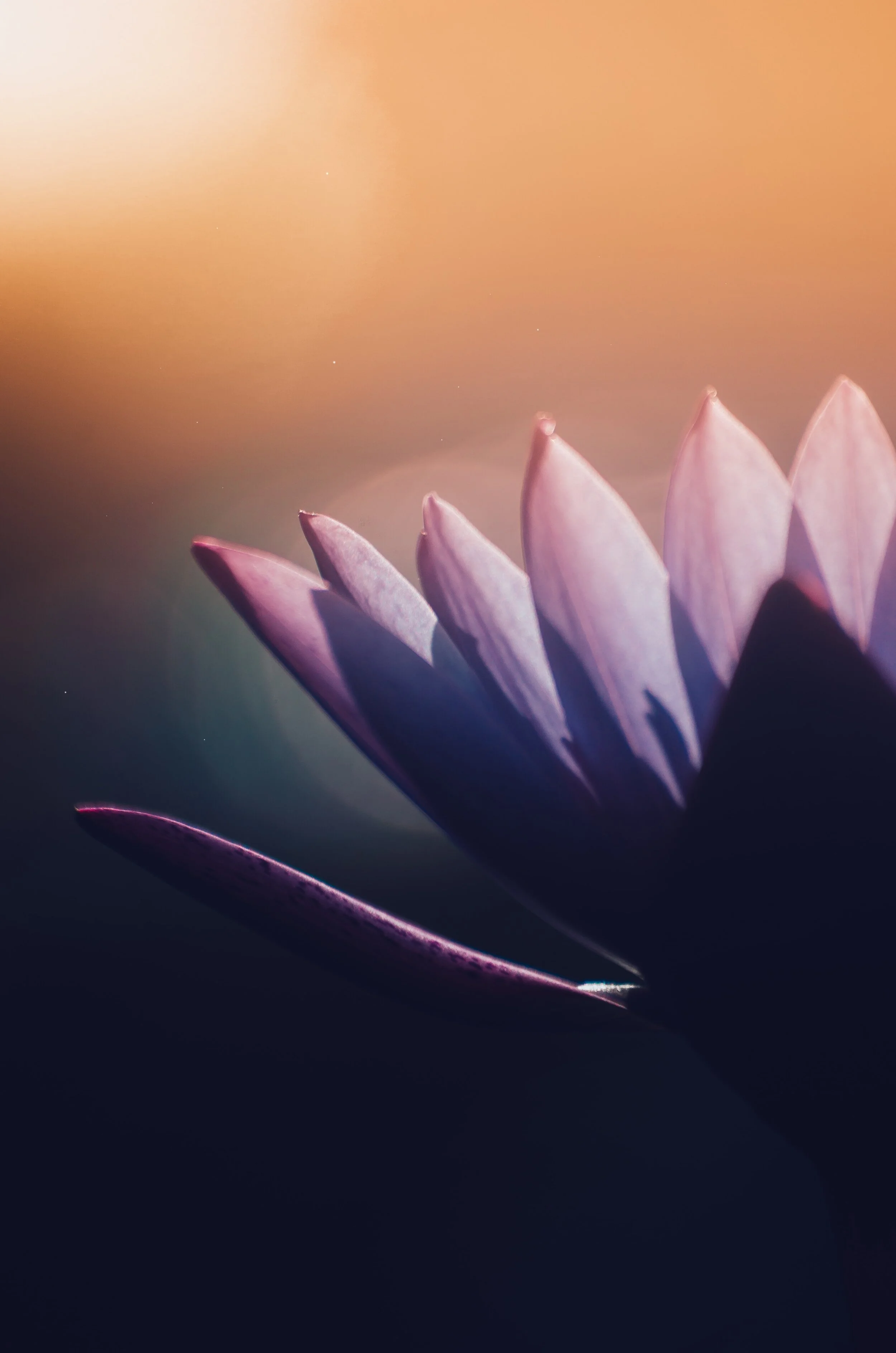 Evolve Counseling Group I Mental Health Counseling