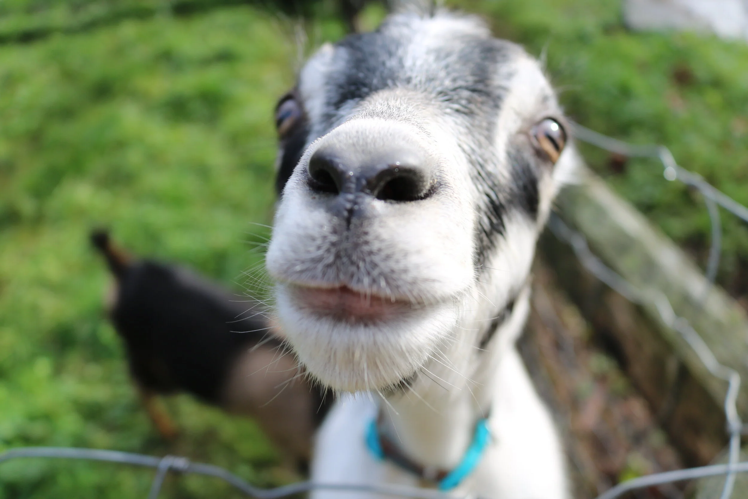 Photos | View Our Dairy Photos – Explore & Shop — Goat's Pride Dairy