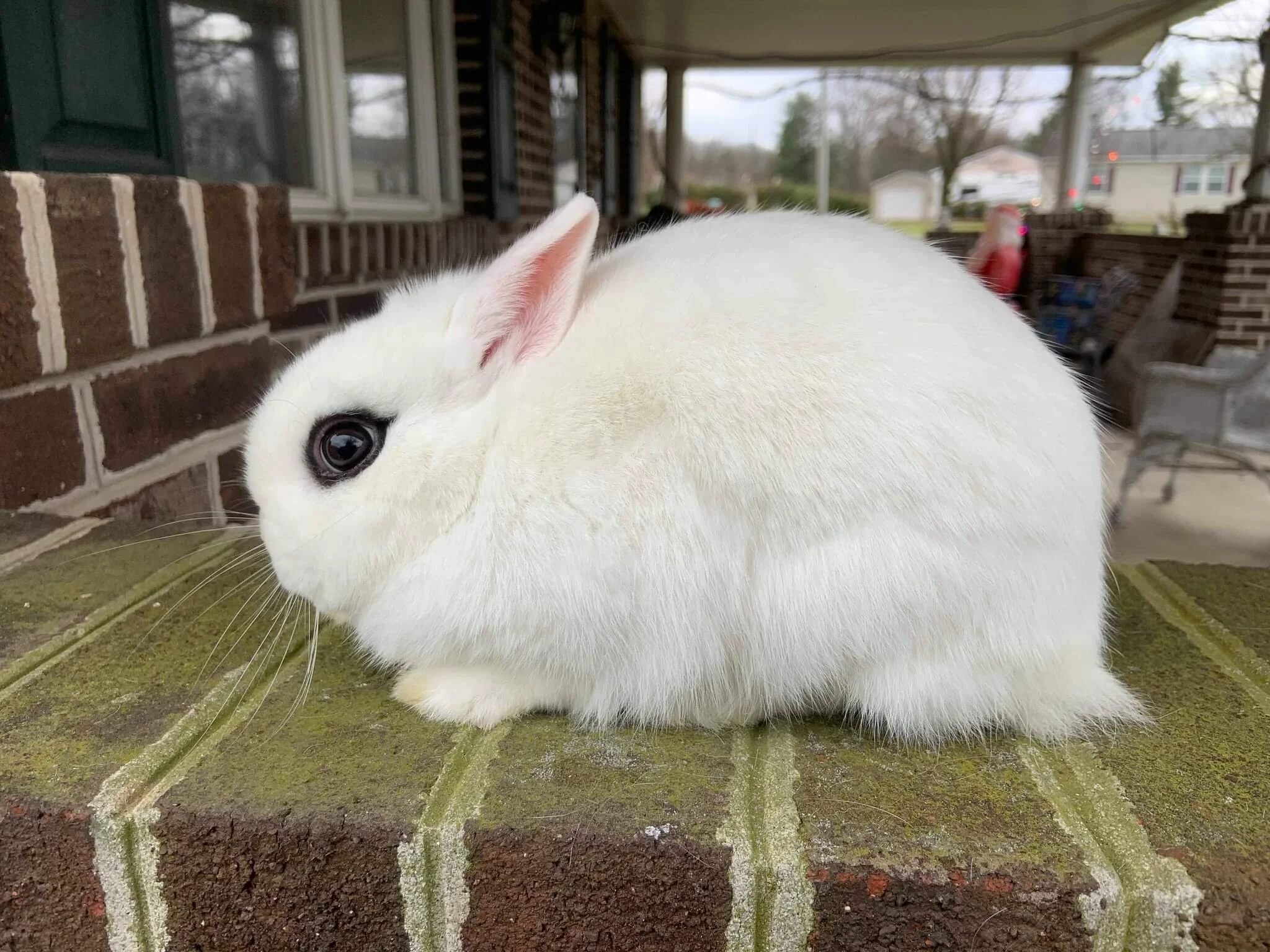 Dwarf Hotot Blue Eyes