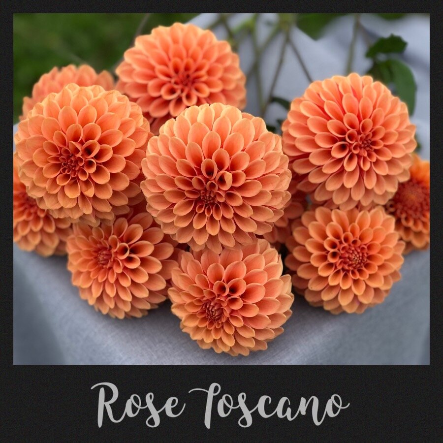 Shop — Bee Merry Farm