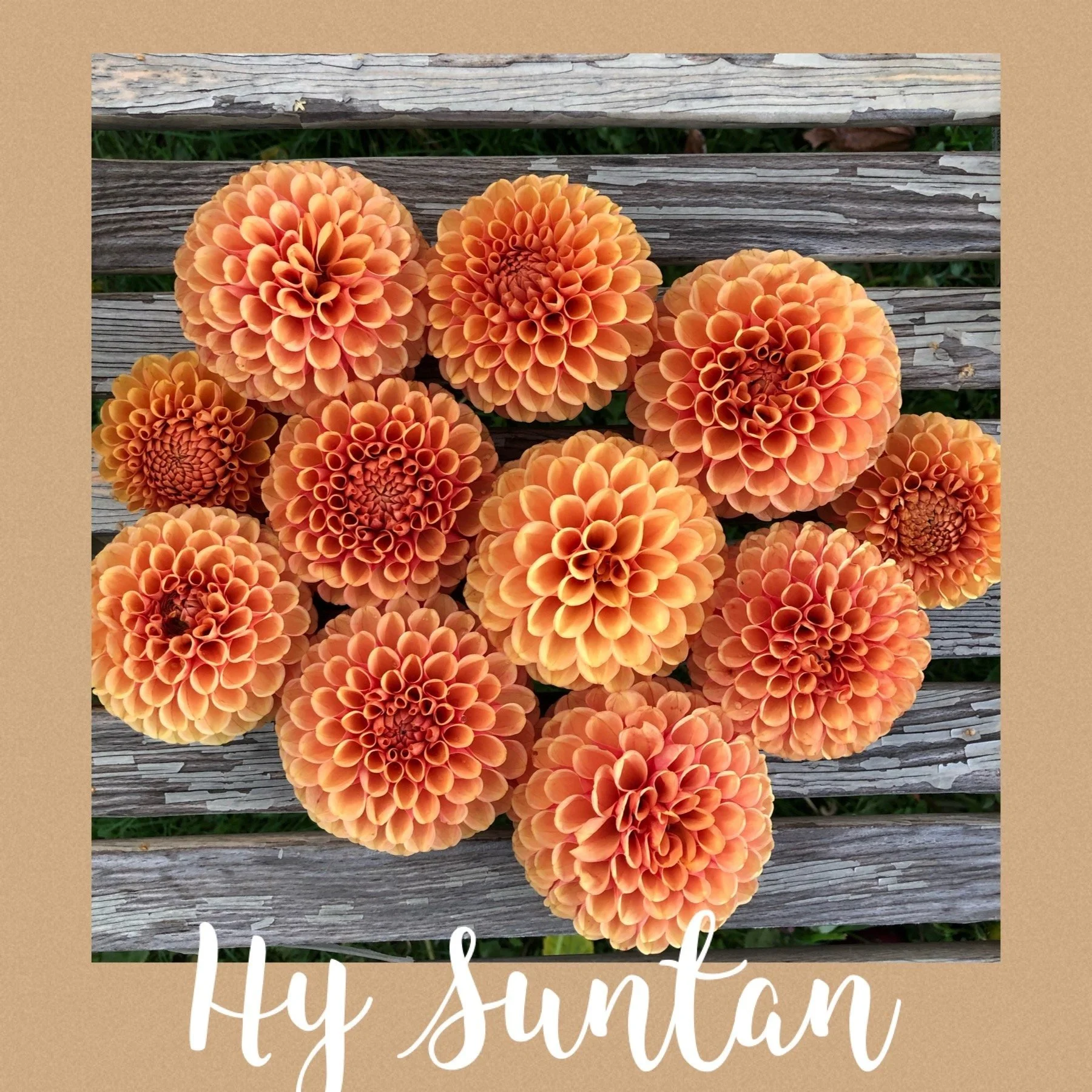 Dahlias — Shop — Bee Merry Farm