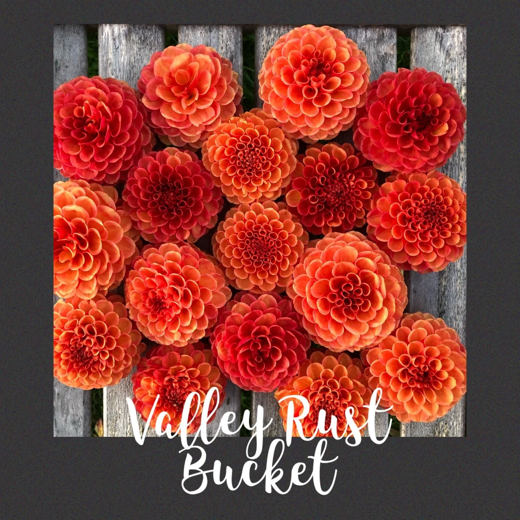 Shop — Bee Merry Farm