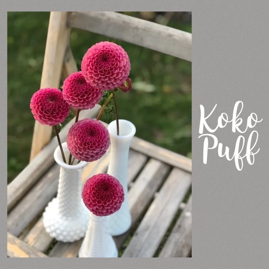 Shop — Bee Merry Farm