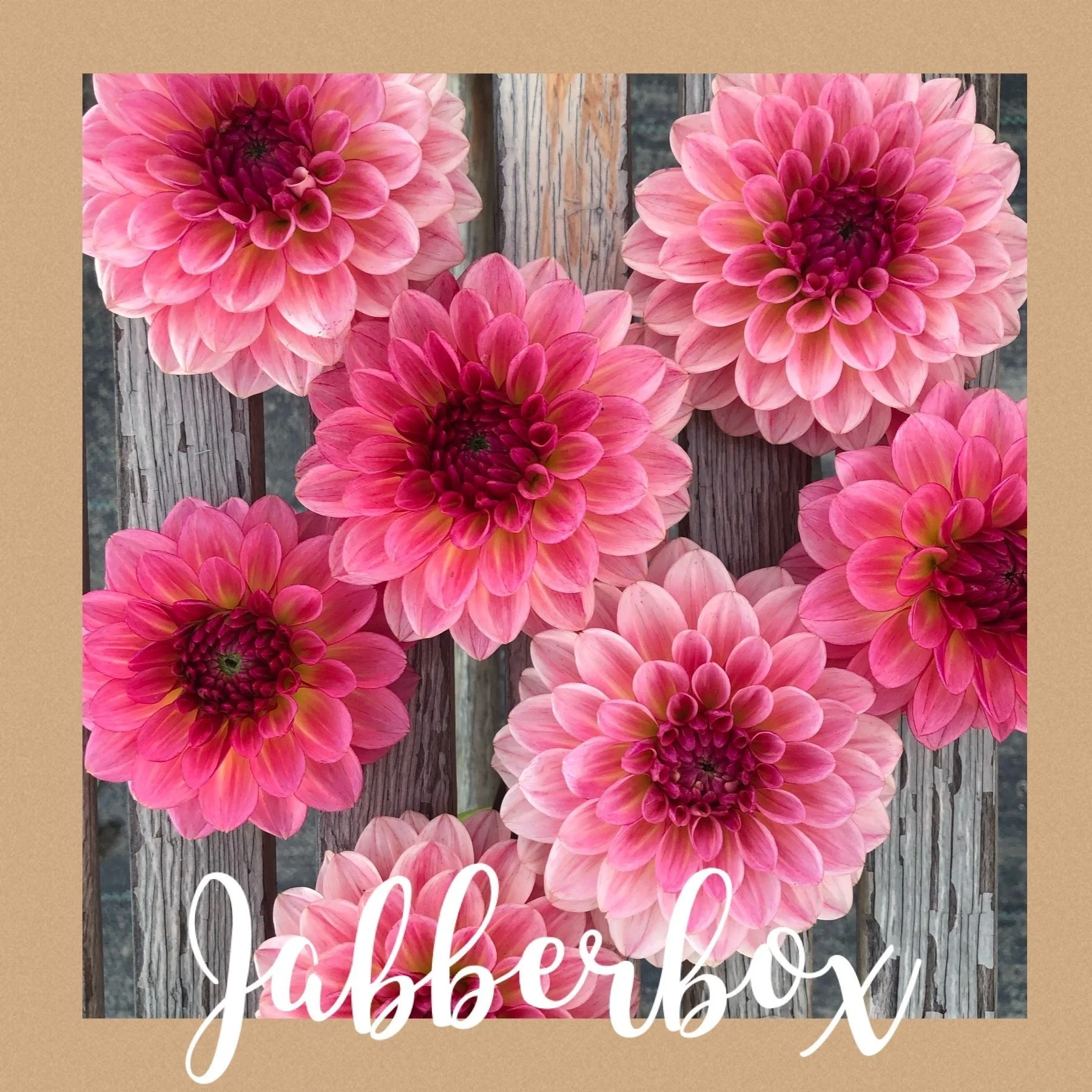 Dahlias — Shop — Bee Merry Farm