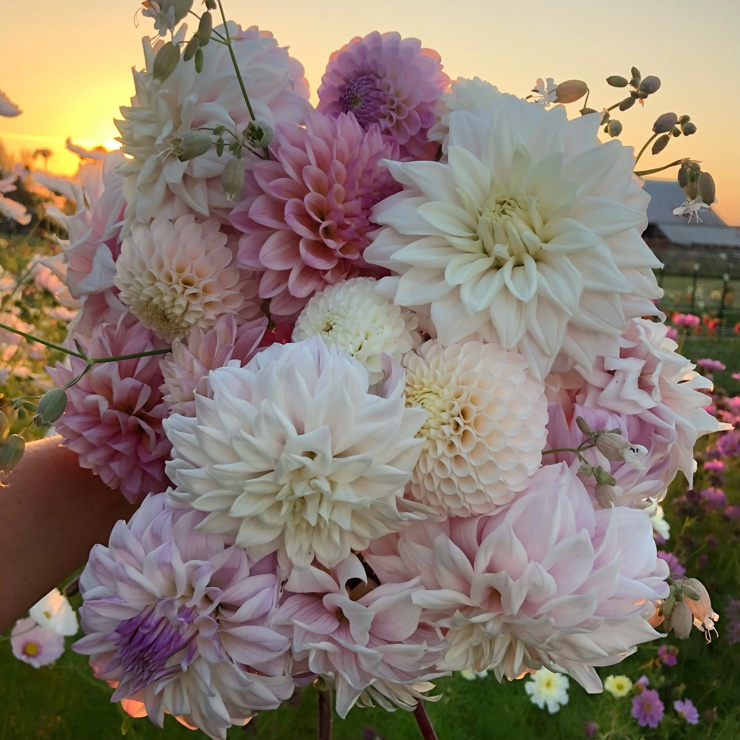 Shop — Bee Merry Farm