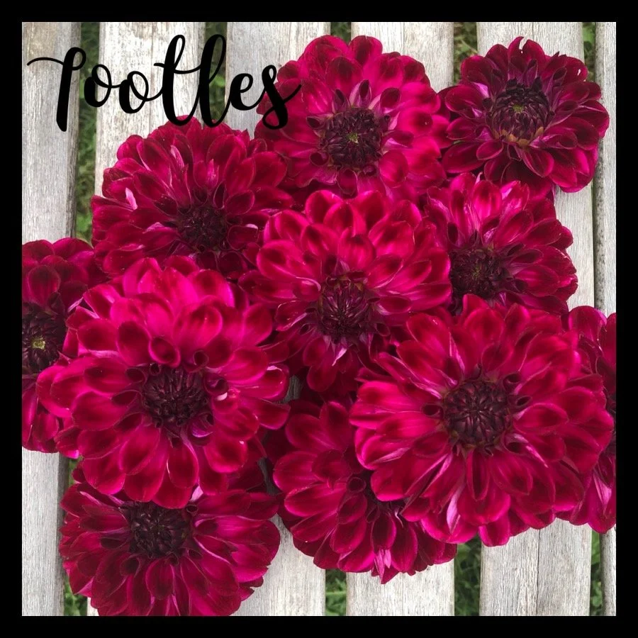 Shop — Bee Merry Farm