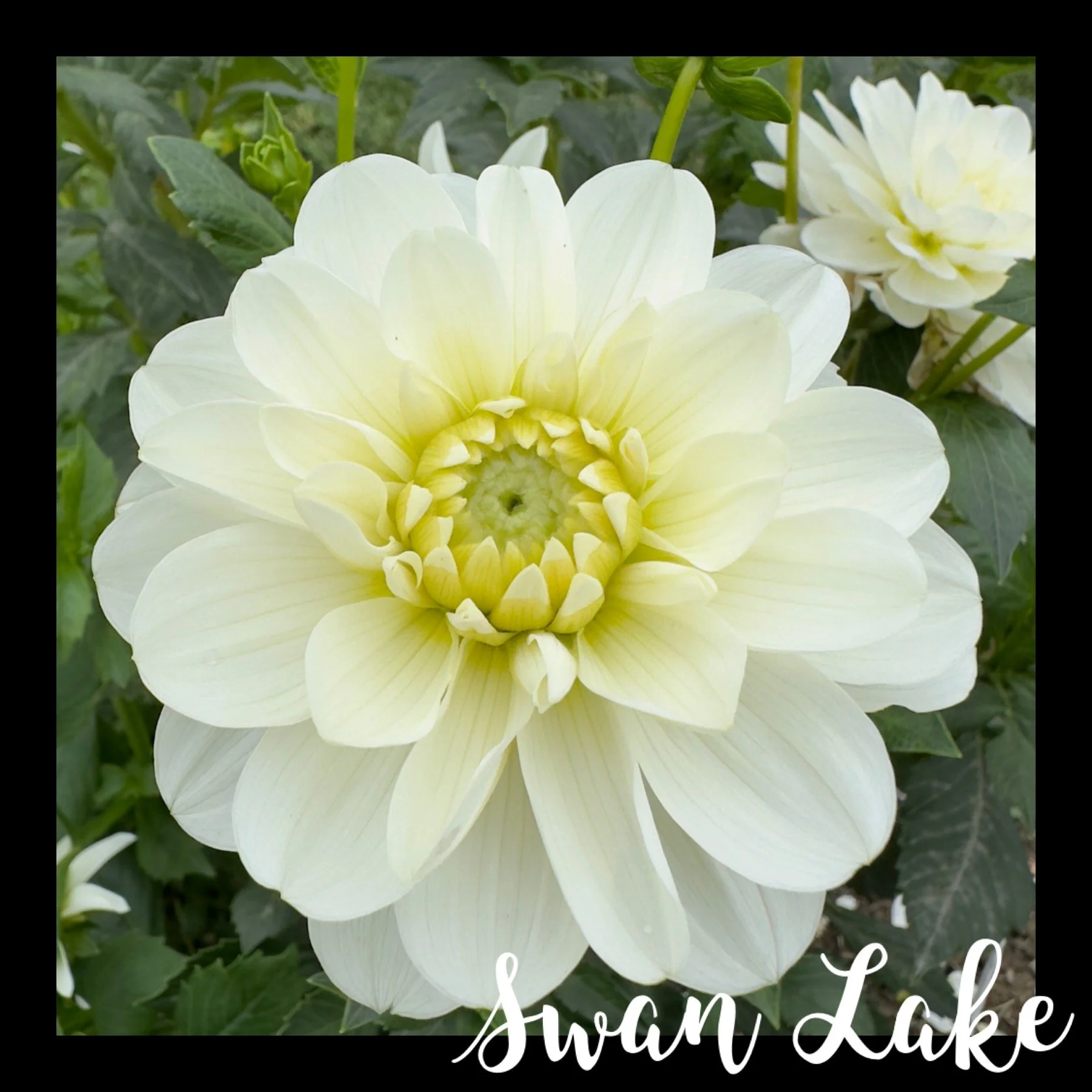 Swan Lake — Bee Merry Farm