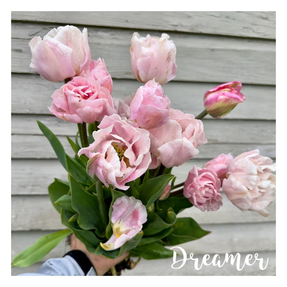 Shop — Bee Merry Farm