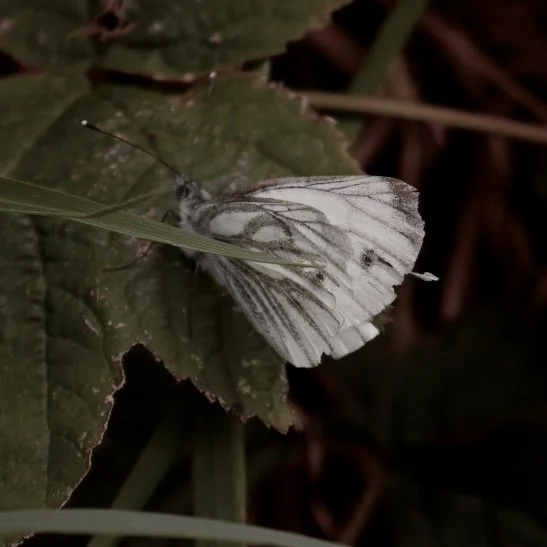 How to identify - white Butterfflies — Brooke Marie