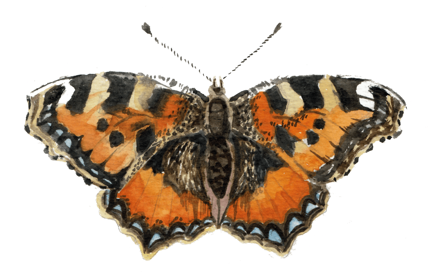 October Entomology - Small Tortoiseshell — Brooke Marie