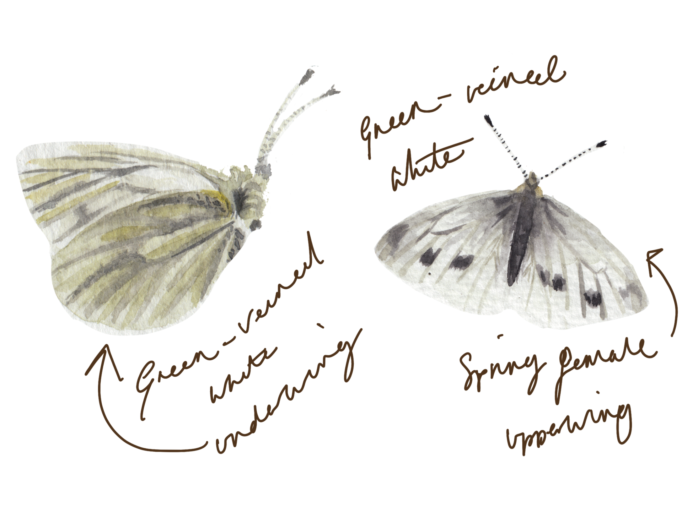 How to identify - white Butterfflies — Brooke Marie