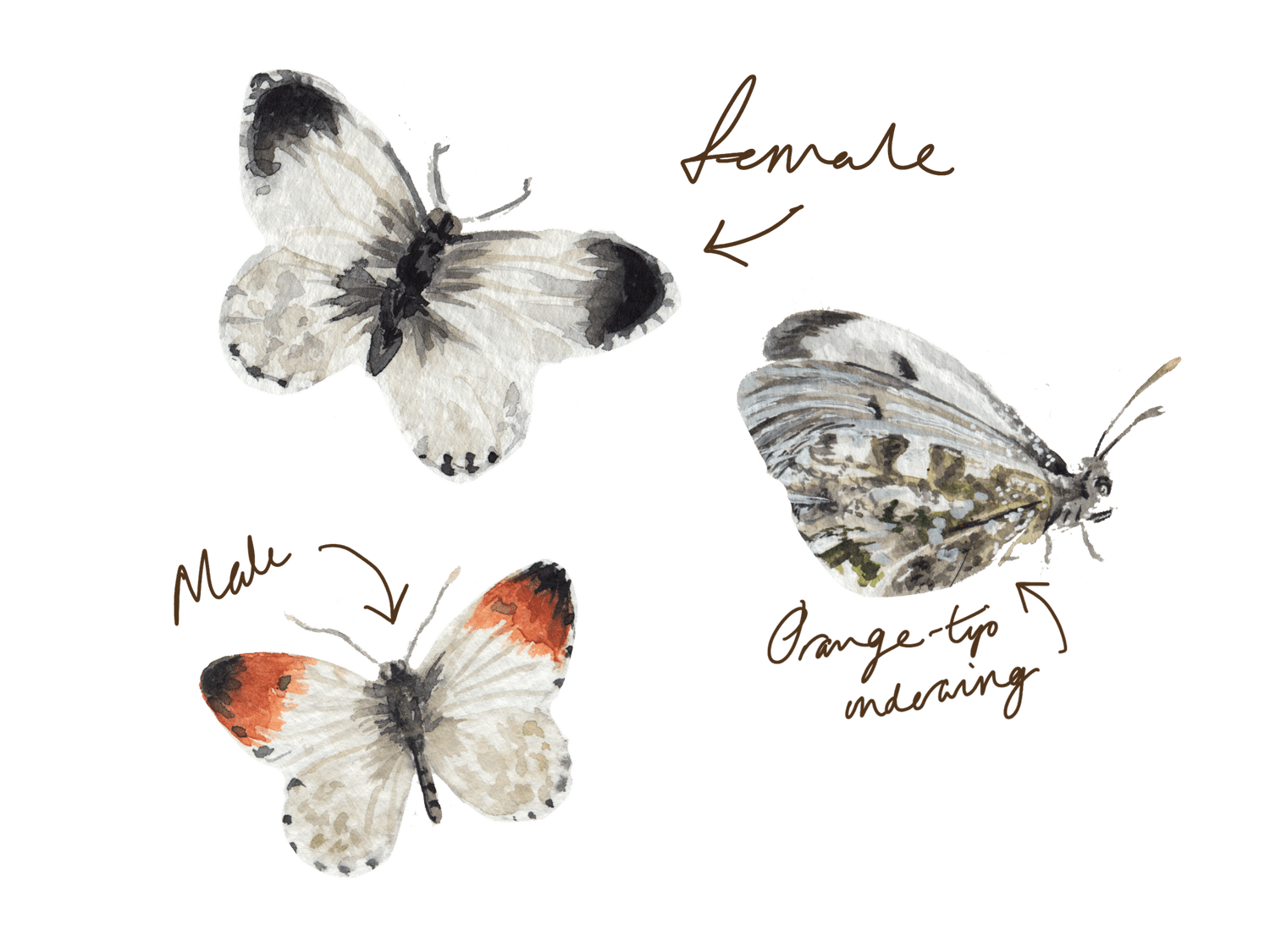 How to identify - white Butterfflies — Brooke Marie
