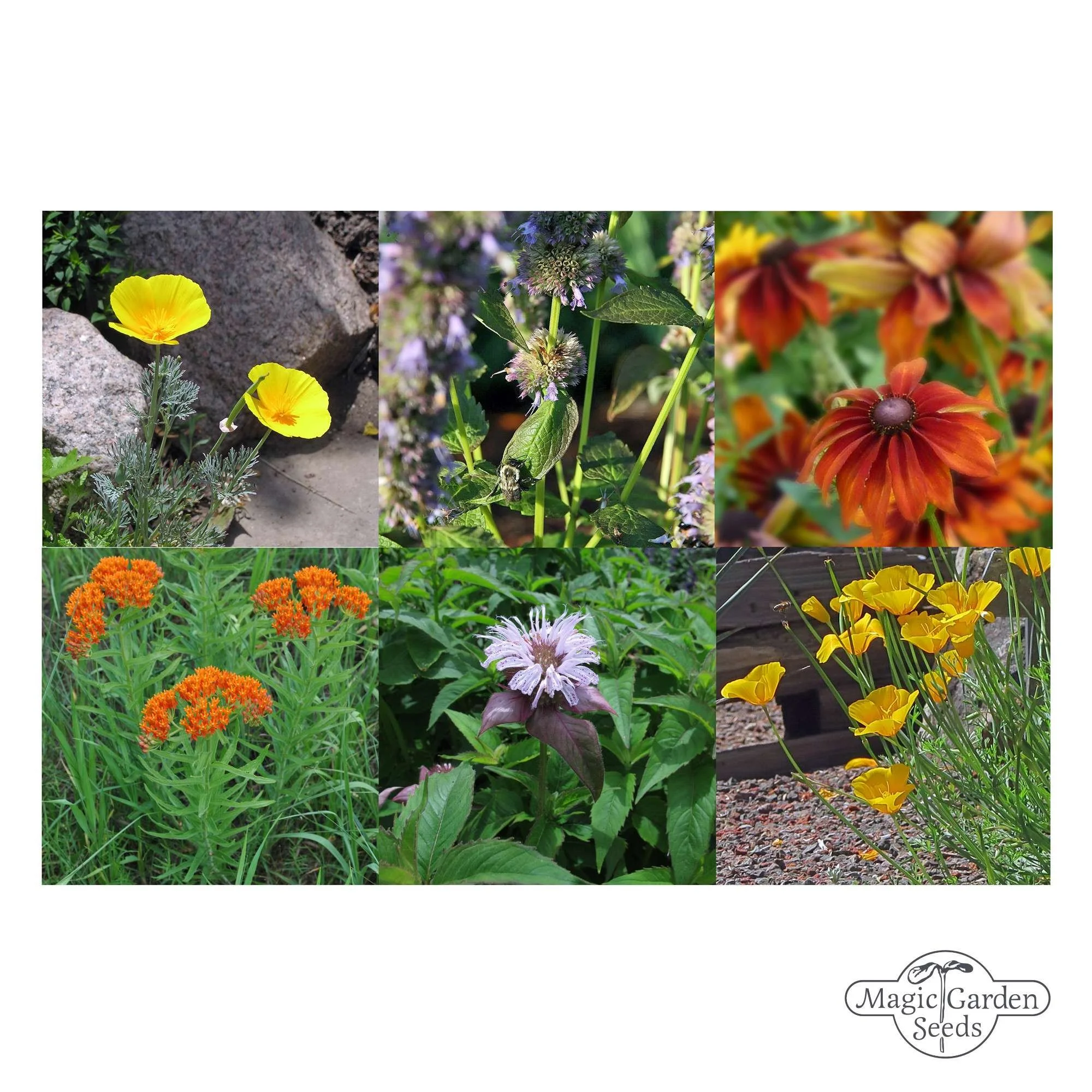 "Pestré nektarodárné rostliny" - Dárková krabička se sadou BIO semínek ...