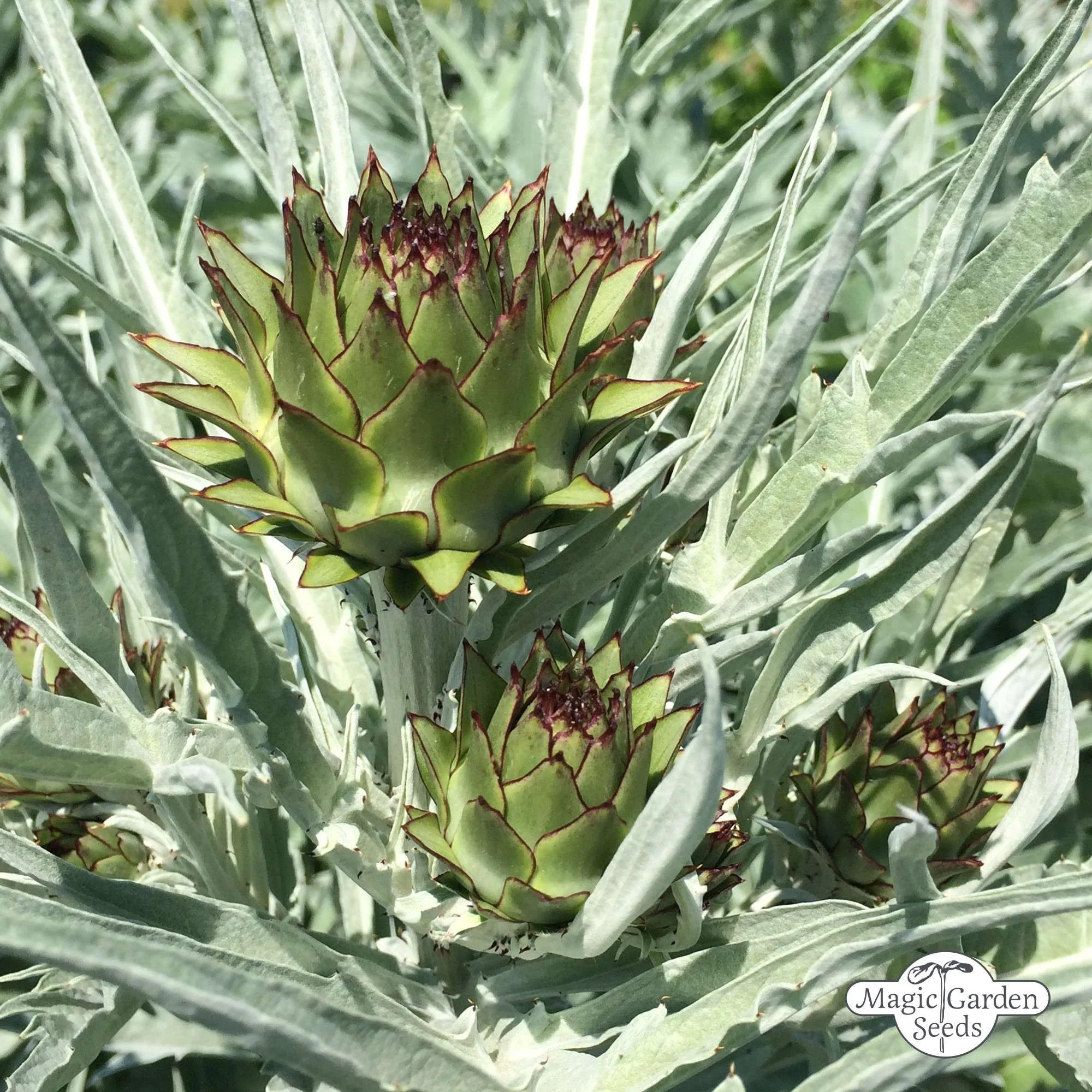 BIO Artyčok 'Imperial Star' od Magic Garden Seeds | Přírodní zahrady