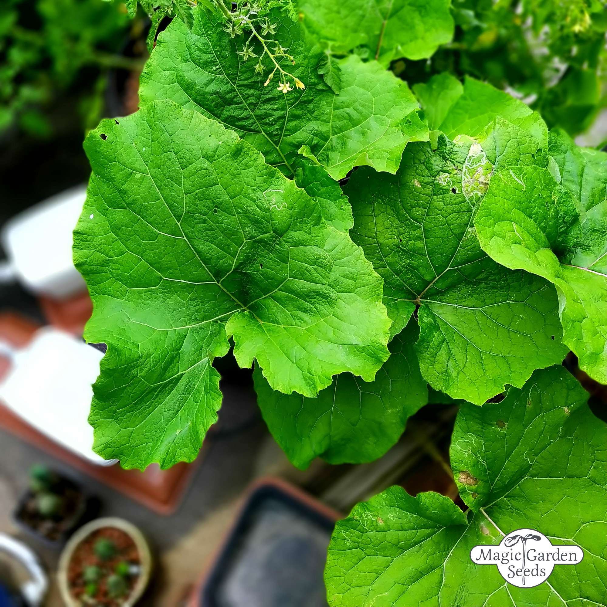 BIO Lopuch kořenový od Magic Garden Seeds | Přírodní zahrady