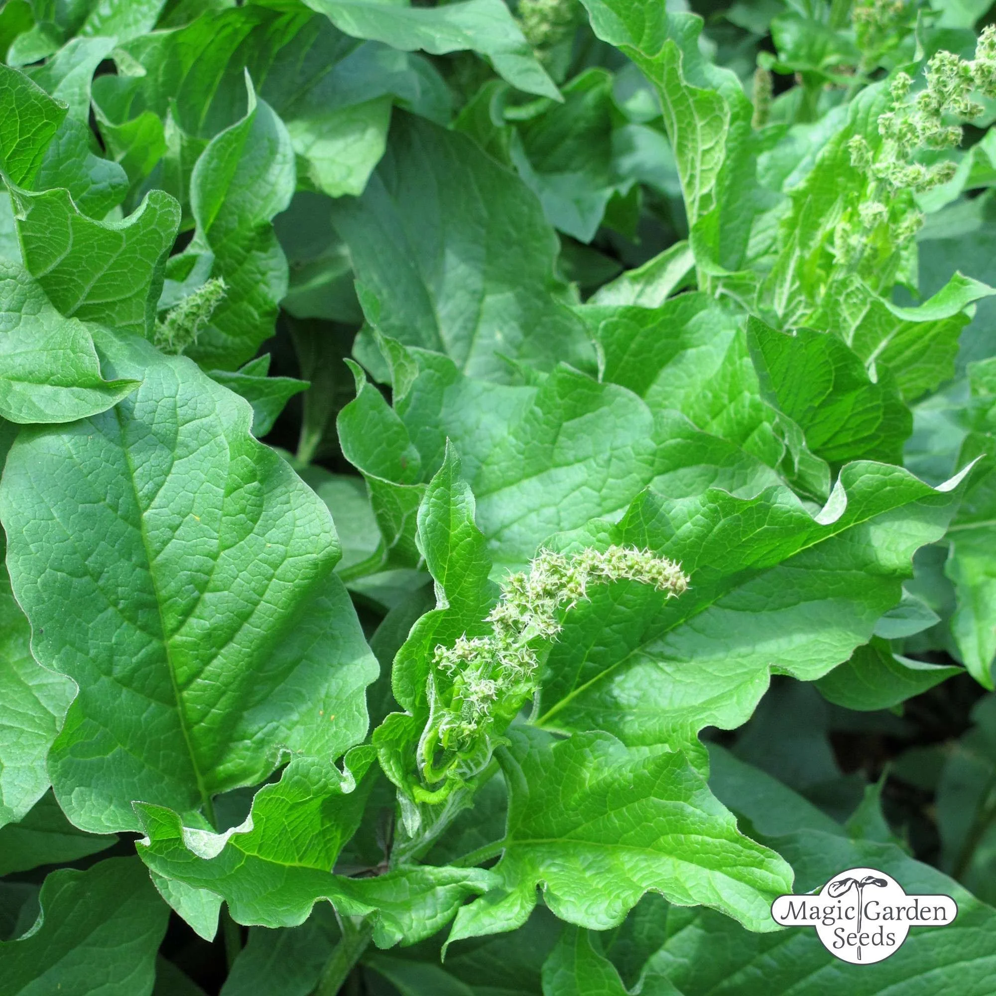 BIO Artyčok 'Imperial Star' od Magic Garden Seeds | Přírodní zahrady