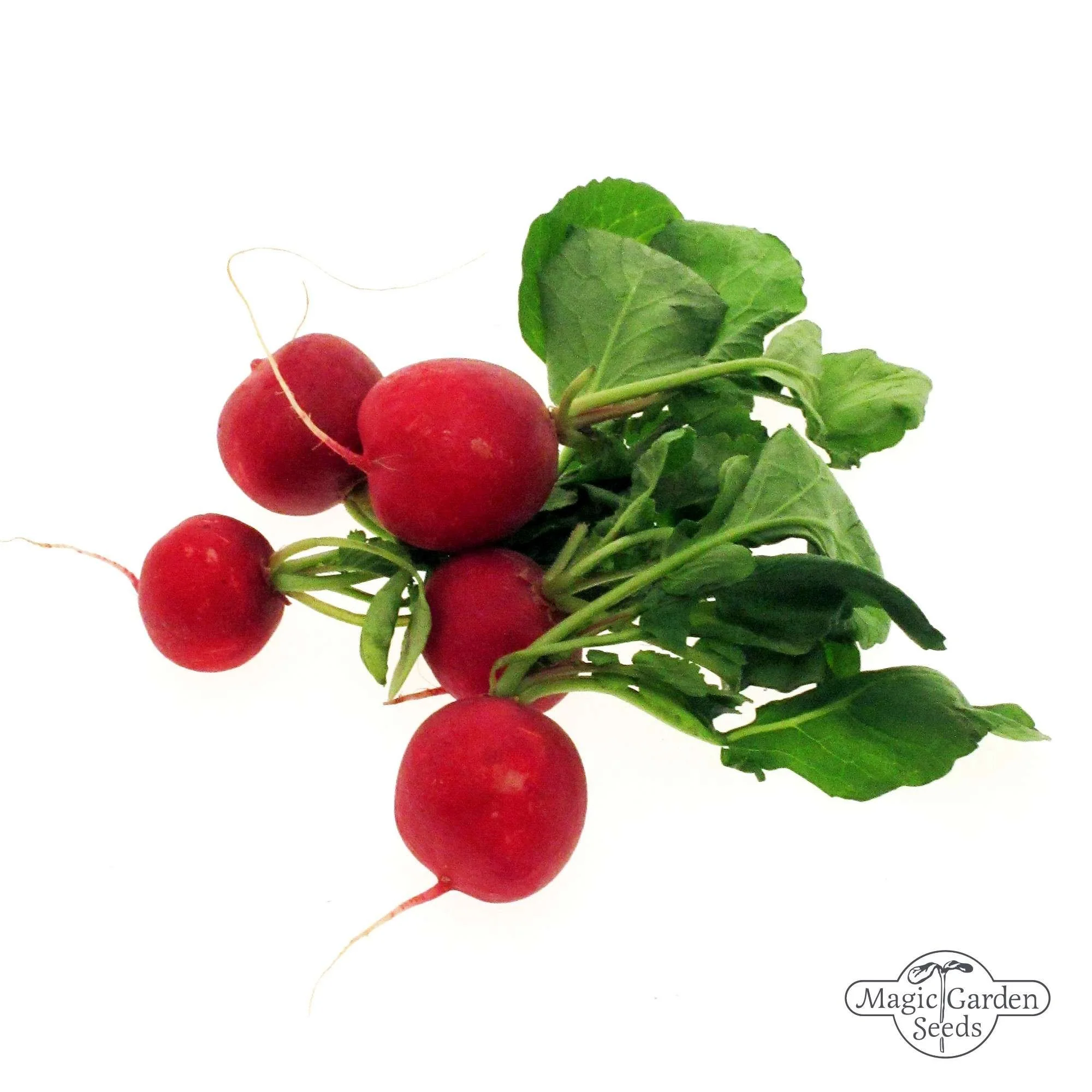 BIO Ředkvička 'Cherry Bell' od Magic Garden Seeds | Přírodní zahrady