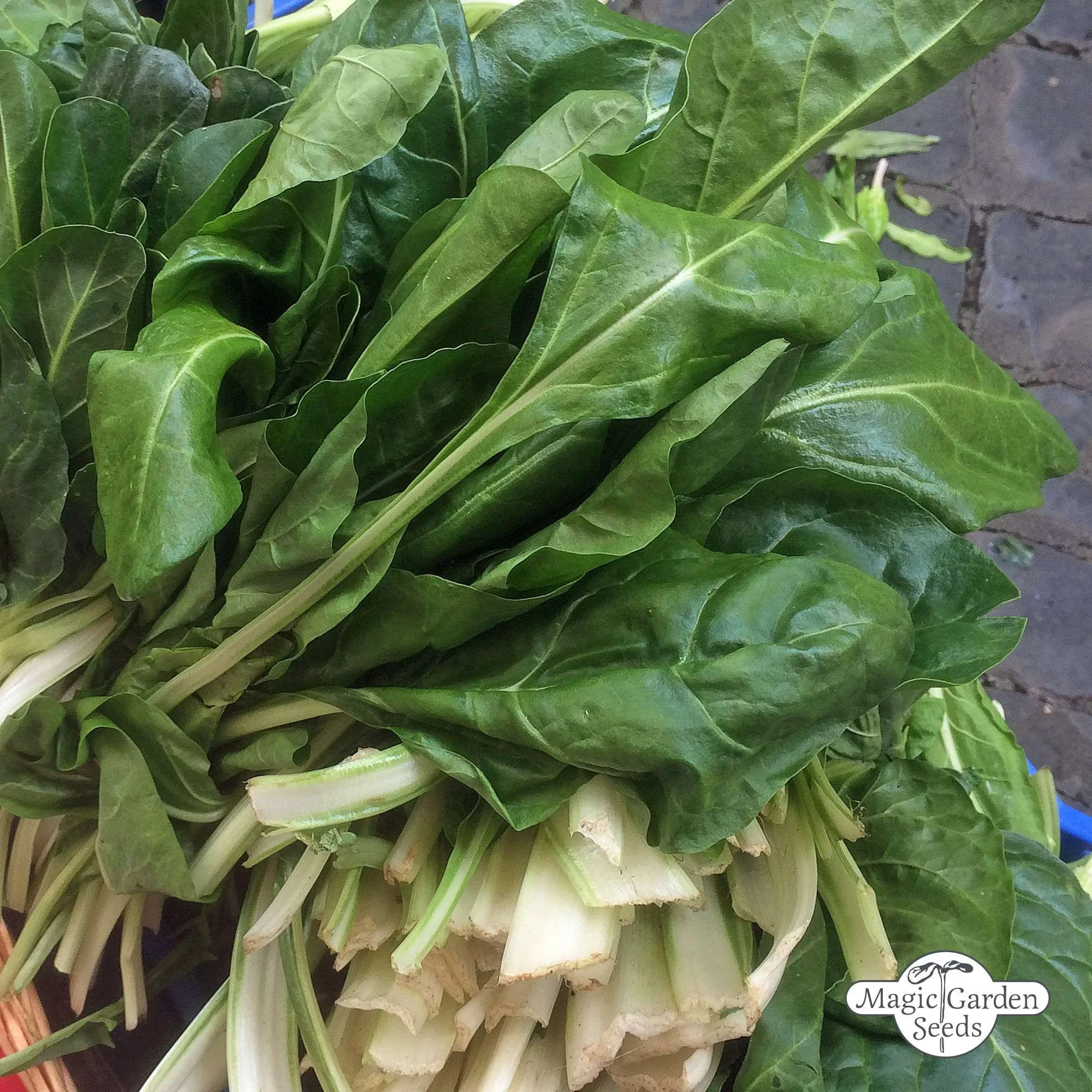 BIO Pak Choi 'Tai Sai' od Magic Garden Seeds | Přírodní zahrady