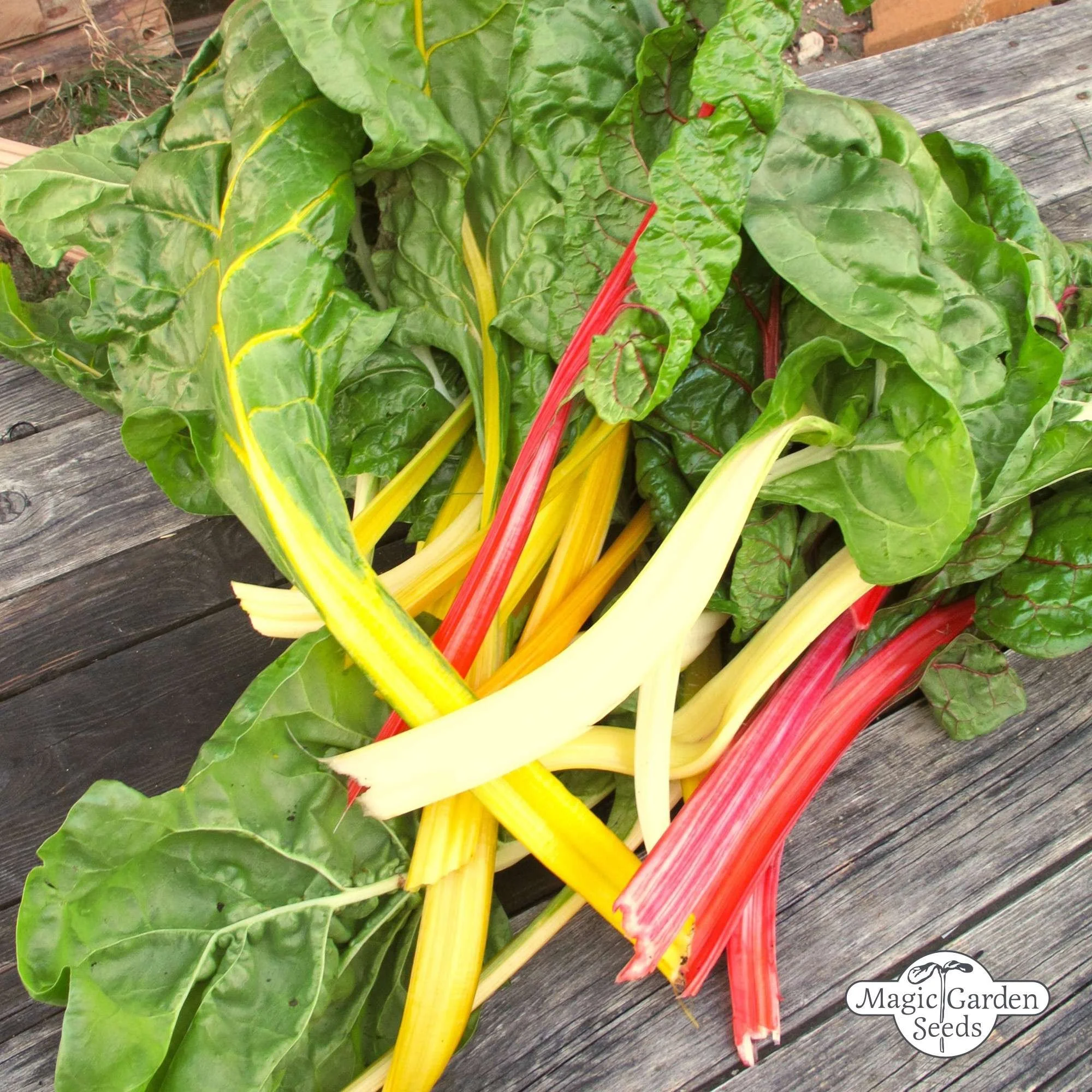 BIO Mangold 'Five Colours' od Magic Garden Seeds | Přírodní zahrady