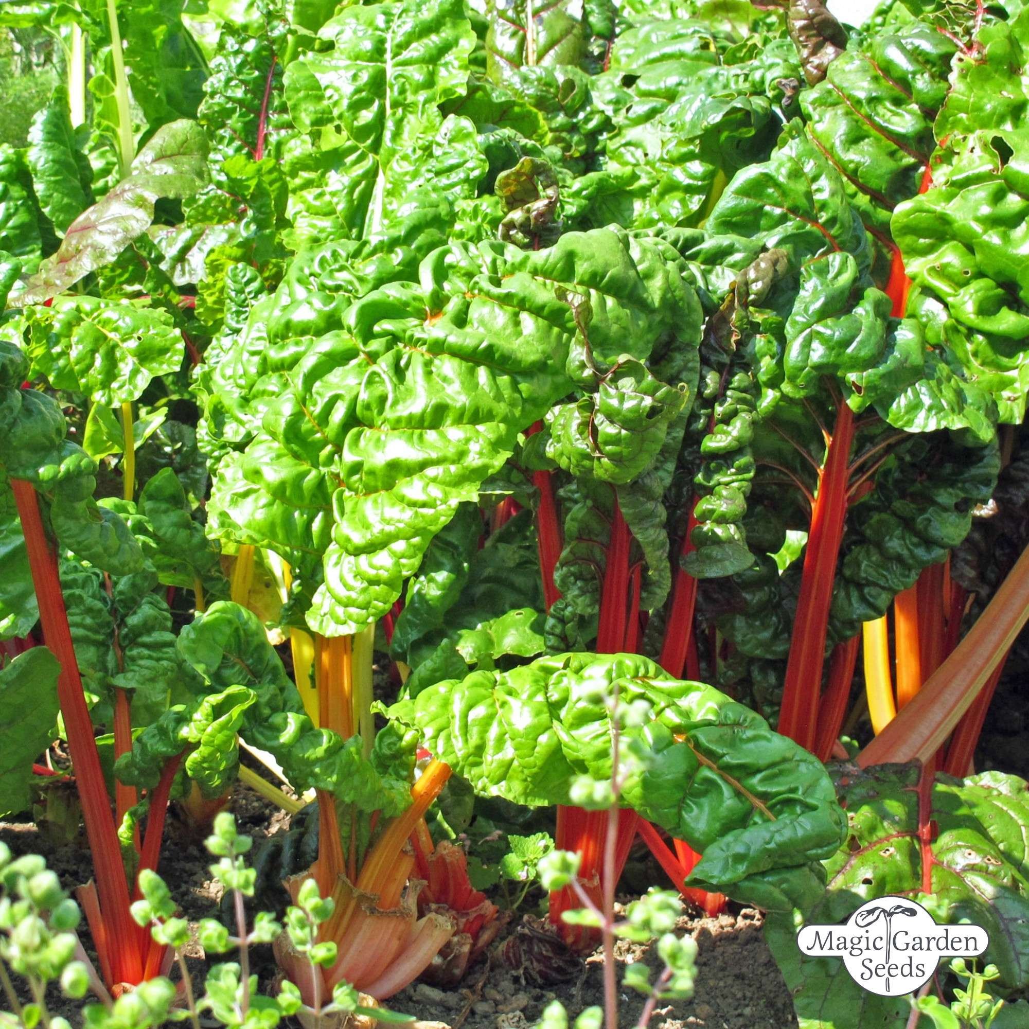 BIO Mangold 'Five Colours' od Magic Garden Seeds | Přírodní zahrady