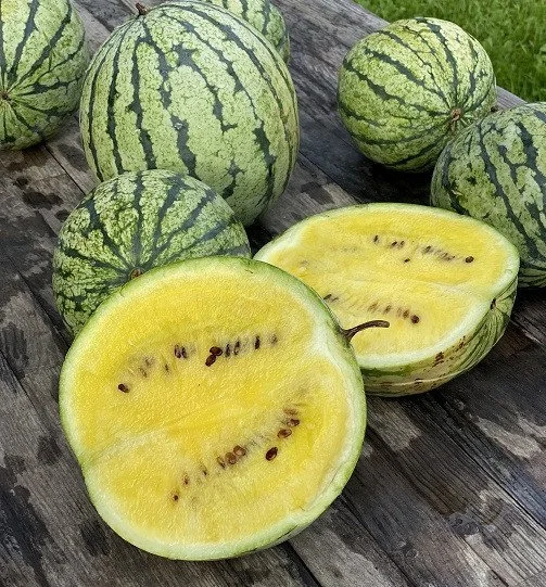 BIO Meloun cukrový Banana od Permasemínka | Přírodní zahrady