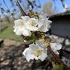 Jak na Barborky, aby vykvetly včas… 🌸 | Přírodní zahrady