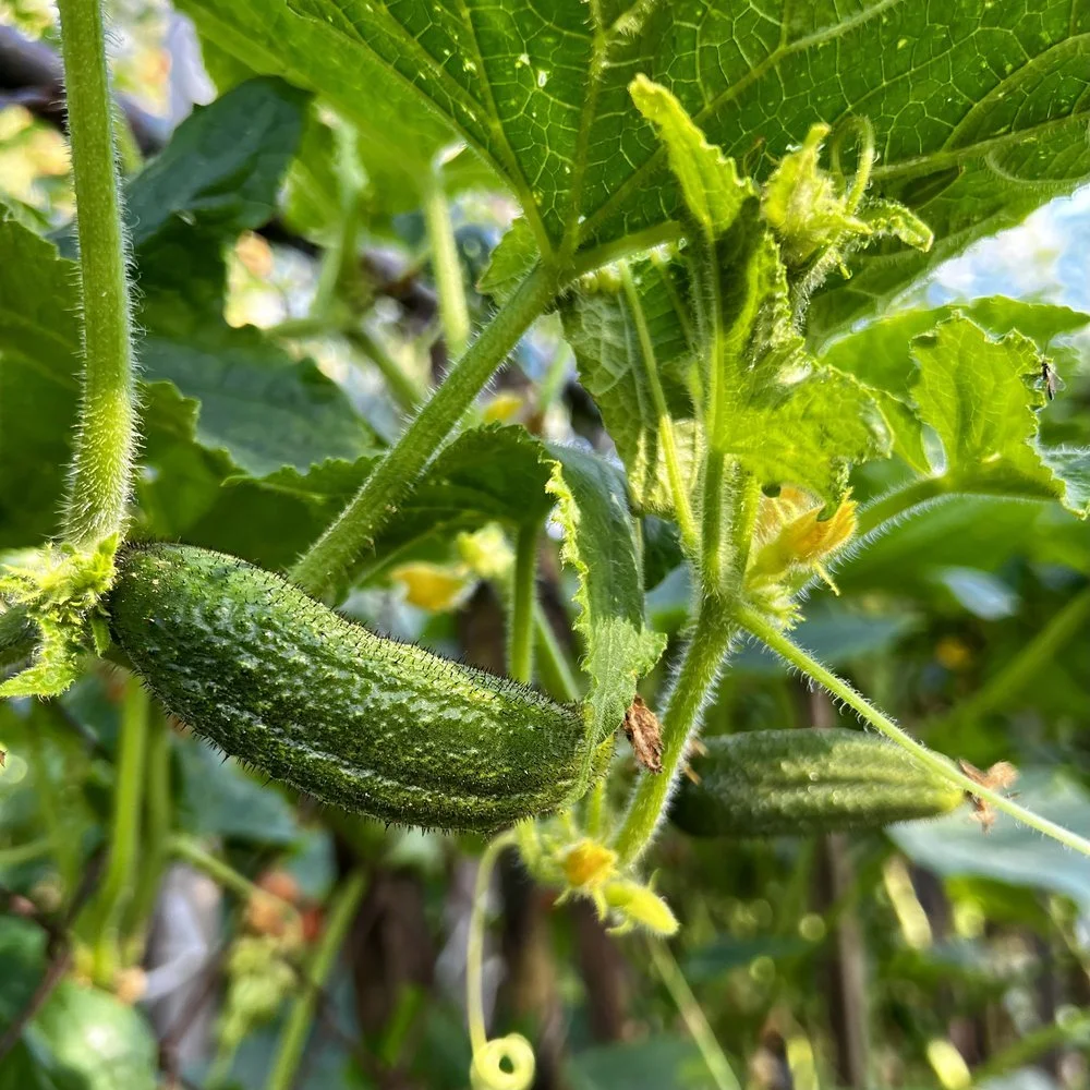 Fridays for future: BIO tyčkové koktejlové rajče Philamina (AS) od ...