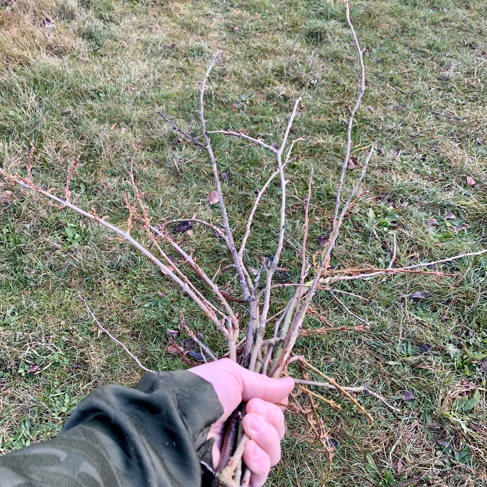 Jak na Barborky, aby vykvetly včas… 🌸 | Přírodní zahrady