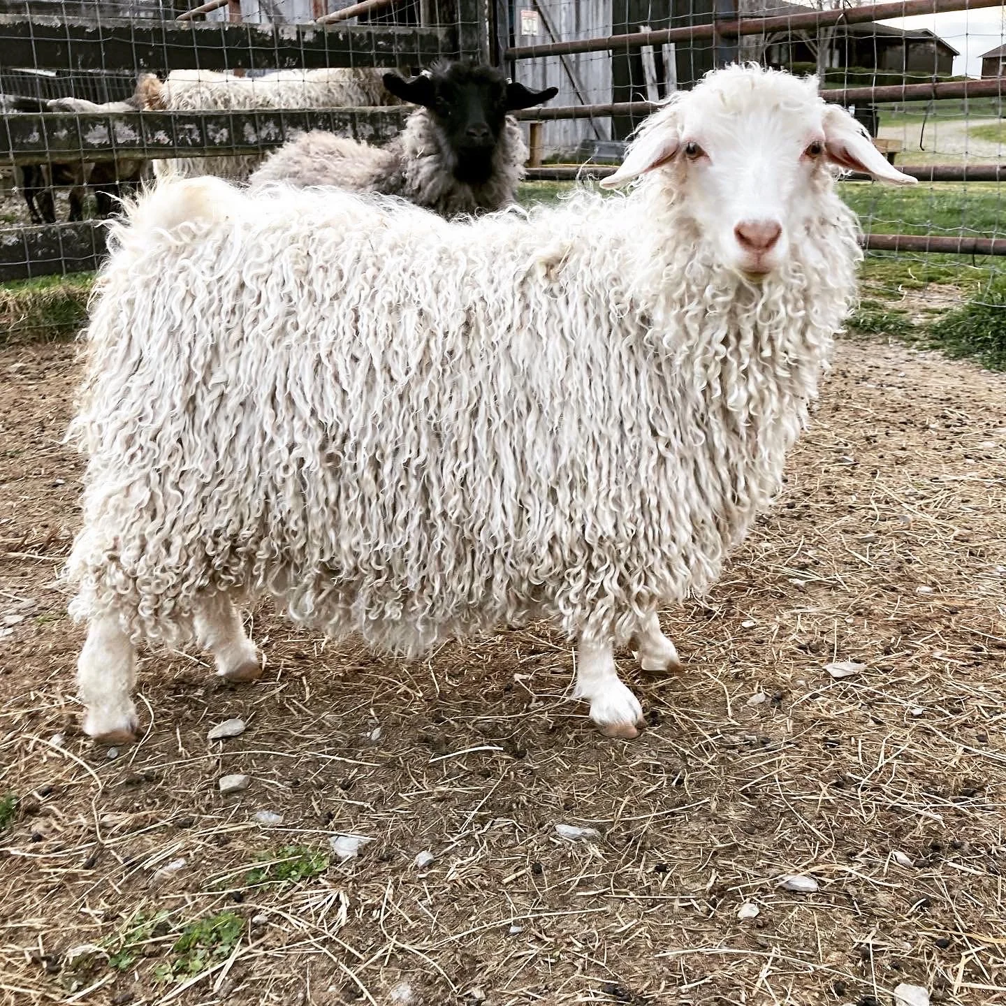 Breeding Goats — Caney Fork Pygoras