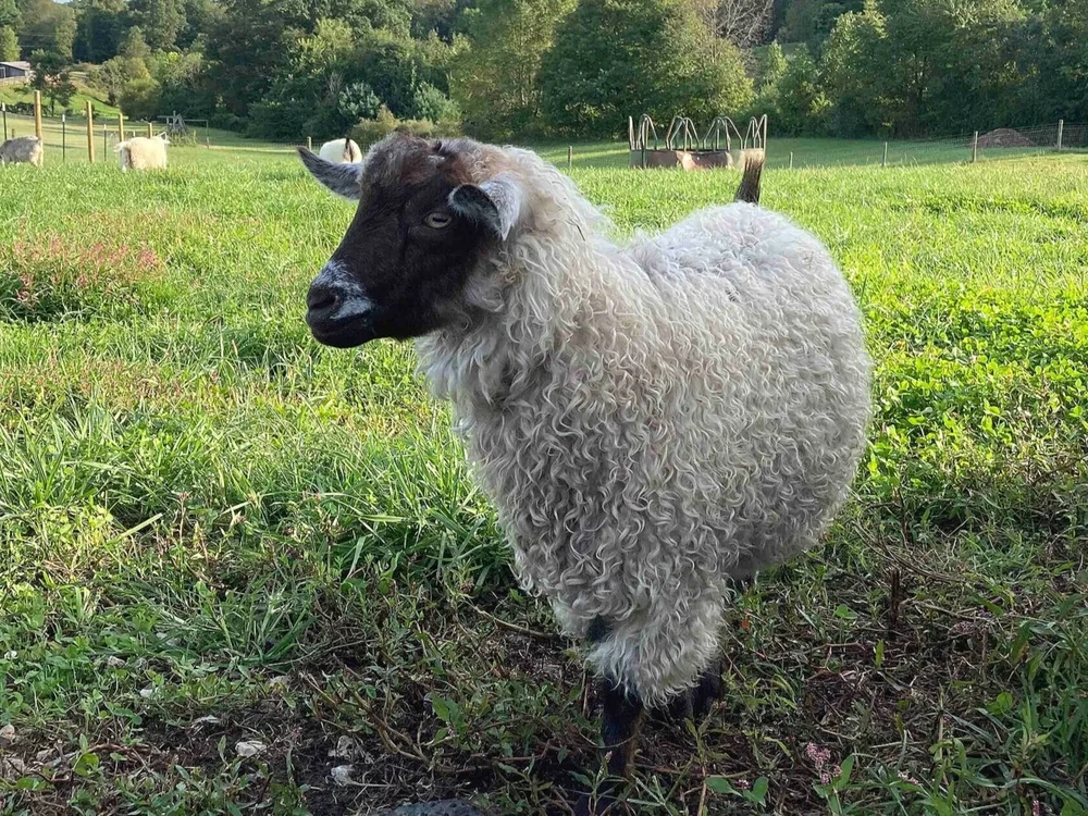 Breeding Goats — Caney Fork Pygoras