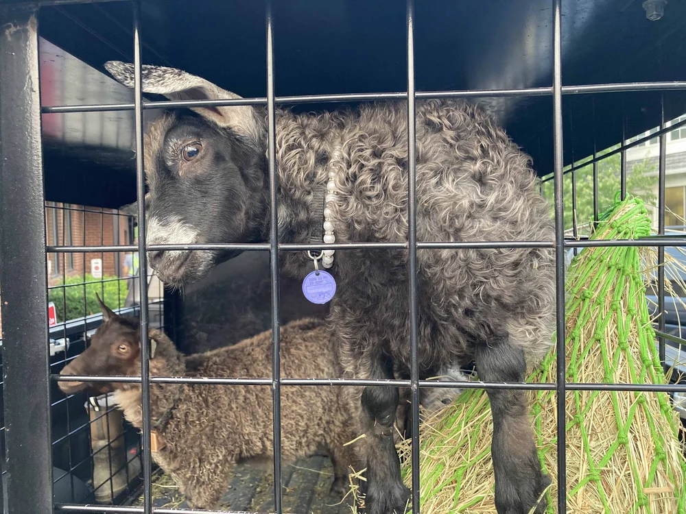 Tips and tricks of goat transport — Caney Fork Pygoras