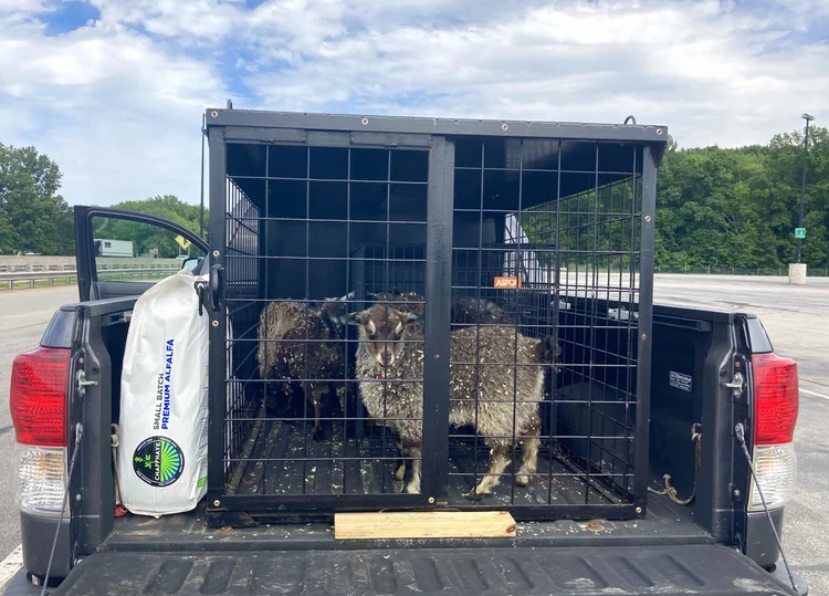 Tips and tricks of goat transport — Caney Fork Pygoras