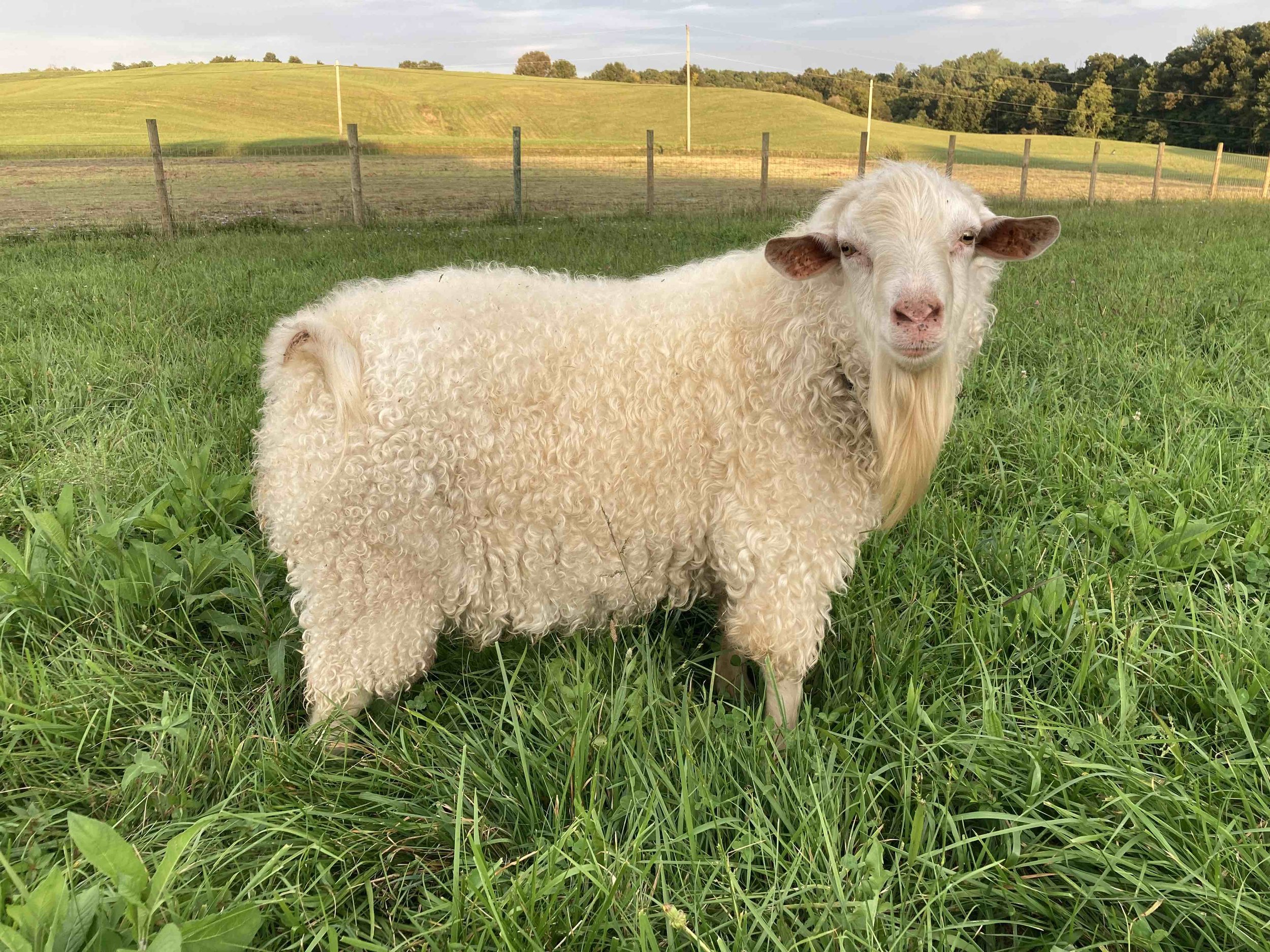 Breeding Goats — Caney Fork Pygoras