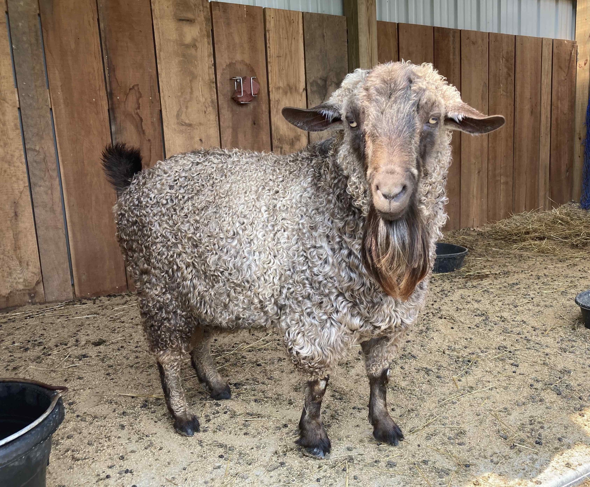 Breeding Goats — Caney Fork Pygoras