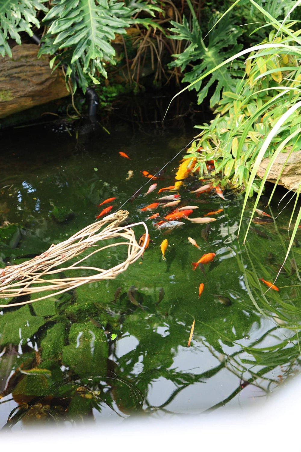 Inverness Botanic Gardens: A Tropical Escape in the city | Wander Scotland