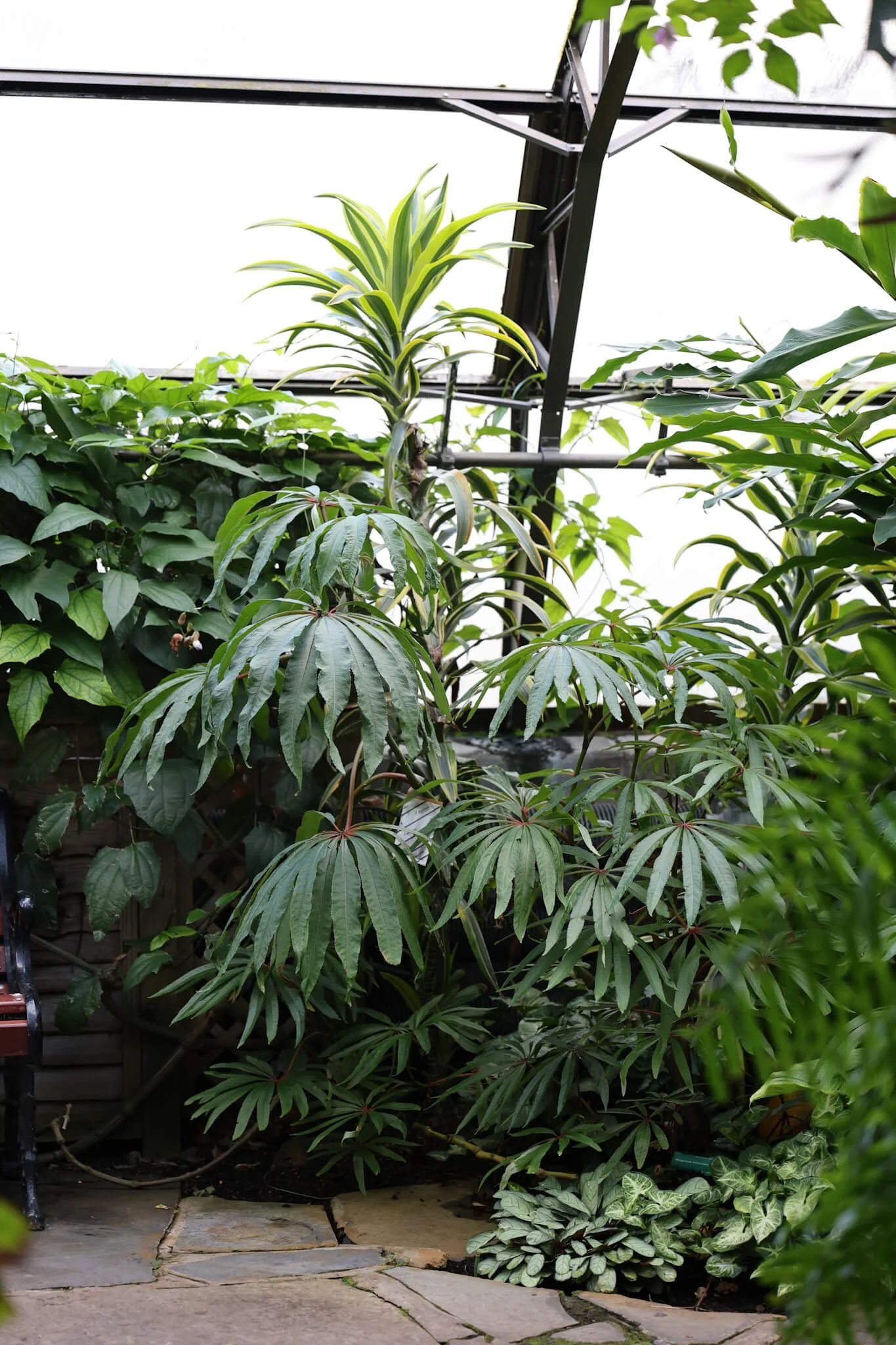 Inverness Botanic Gardens: A Tropical Escape in the city | Wander Scotland