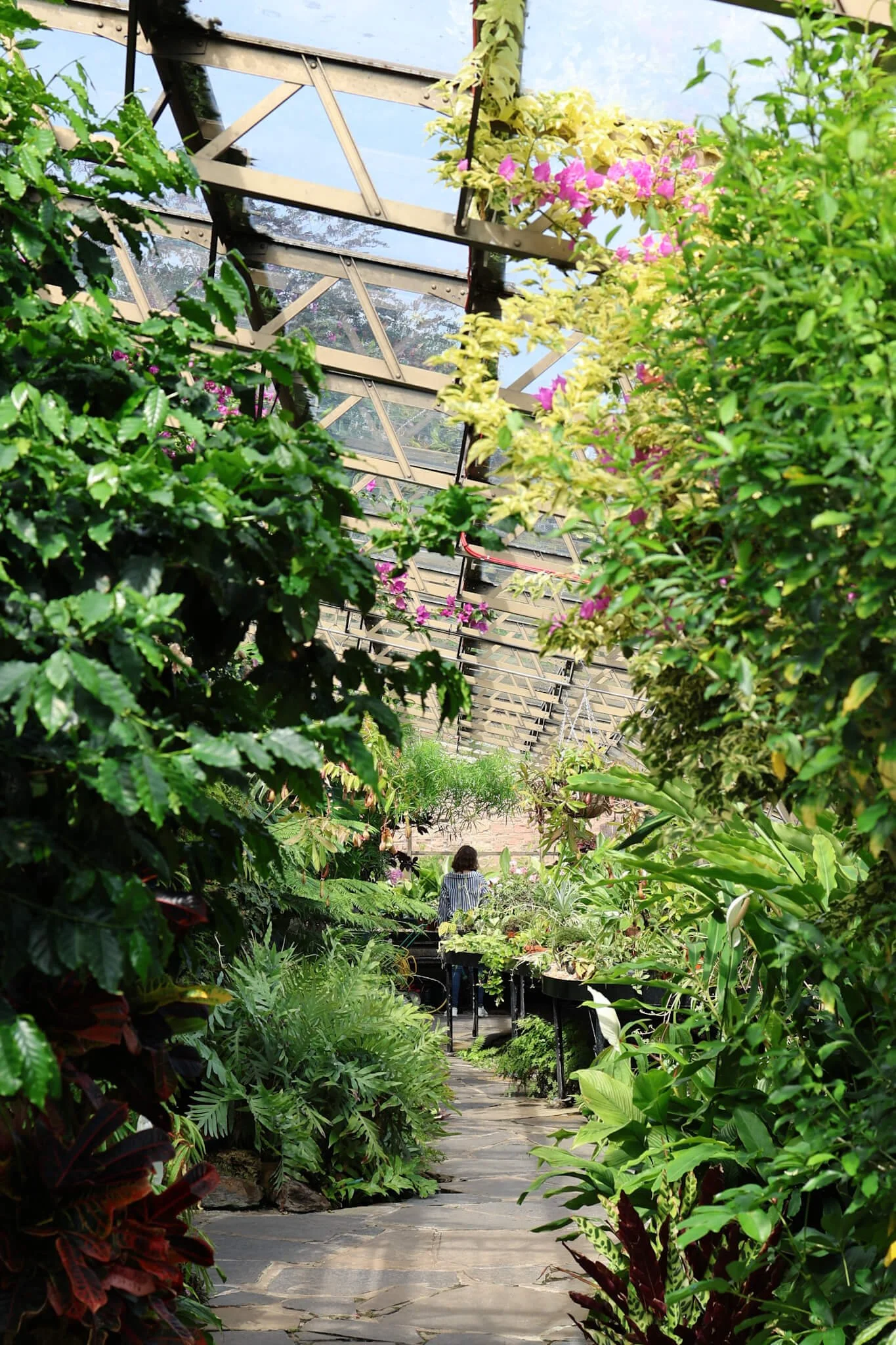 Inverness Botanic Gardens: A Tropical Escape in the city | Wander Scotland