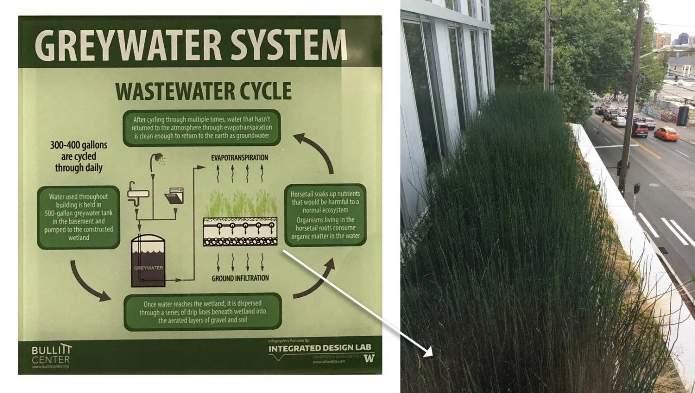 Water and Plants for Wet, Mesic, or Xeric Green Roofs | Bruce Dvorak