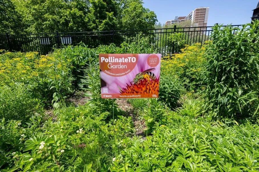 Growing More Than Flowers – Toronto's Innovative PollinateTO Grant ...