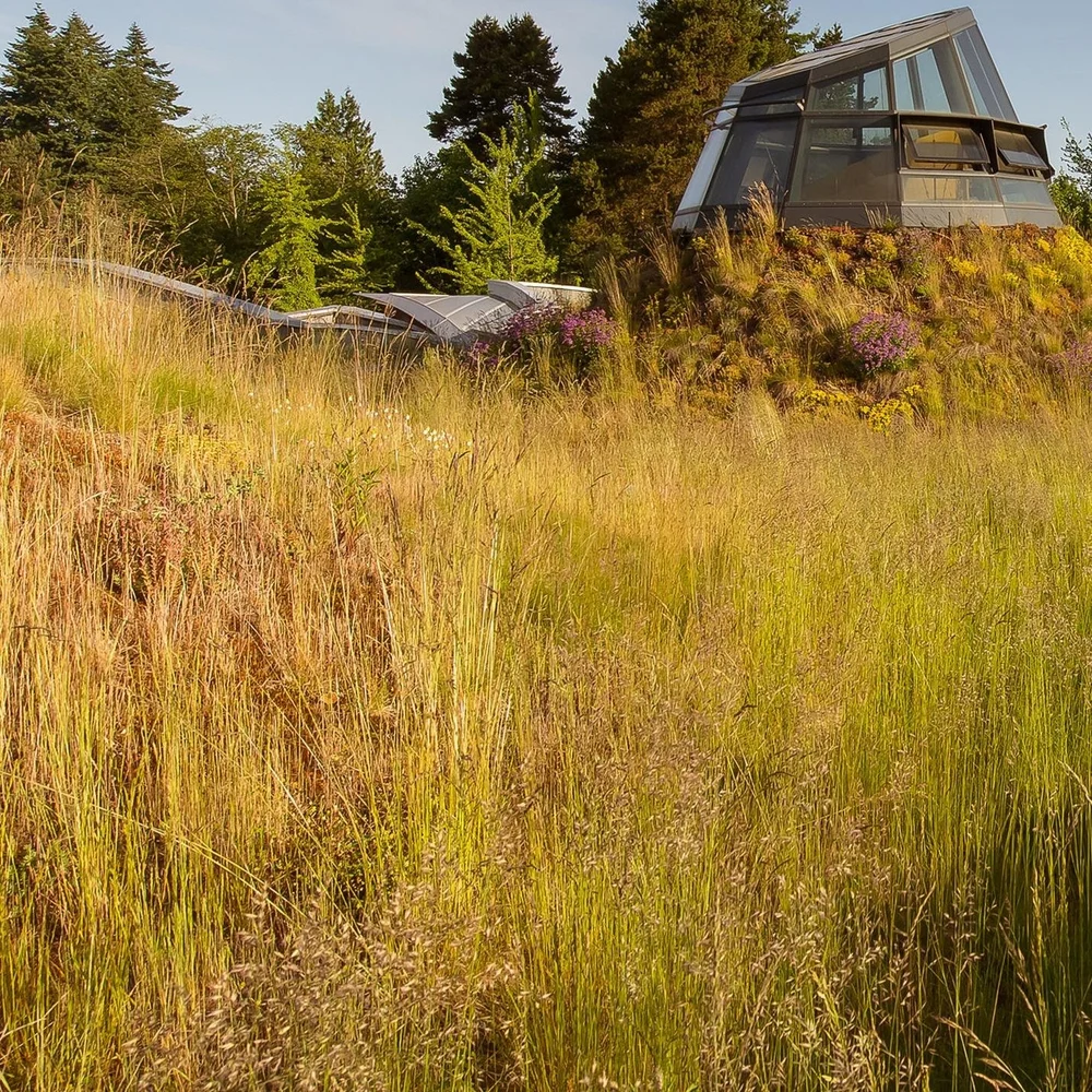 Green Roofs for Native Pollinators using Grasses - Bruce Dovrak