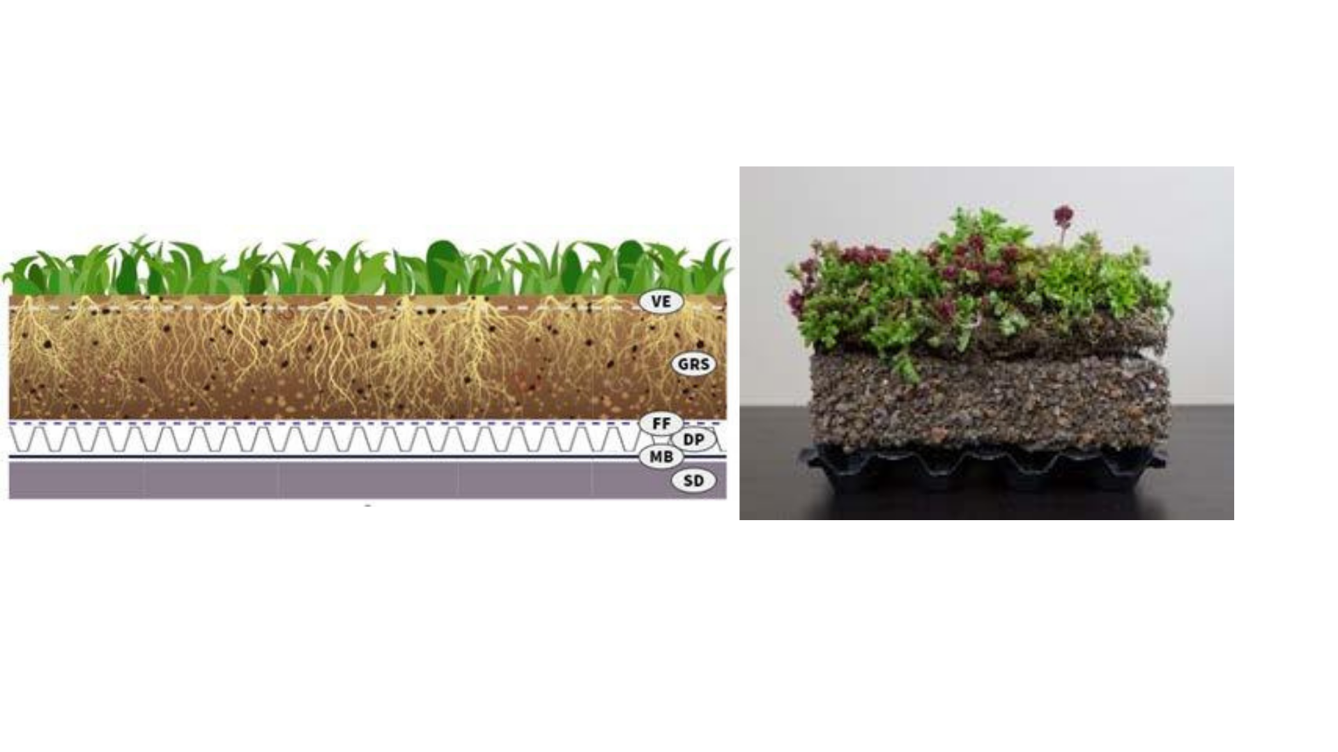 Rooftop Detention Can Save You Money | Green Roofs