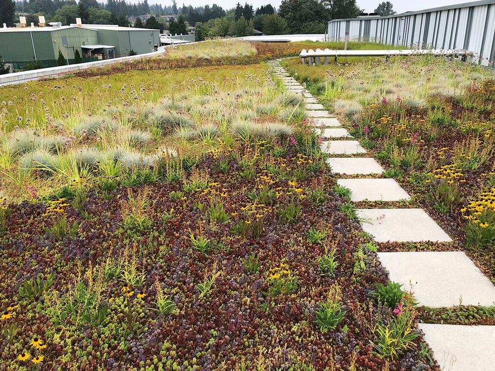 Four Approaches to Making Living Roofs With Native Plants