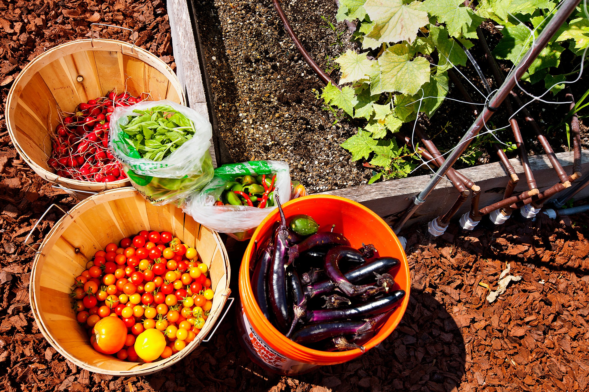 Exploring The Potential of Rooftop Agrivoltaics