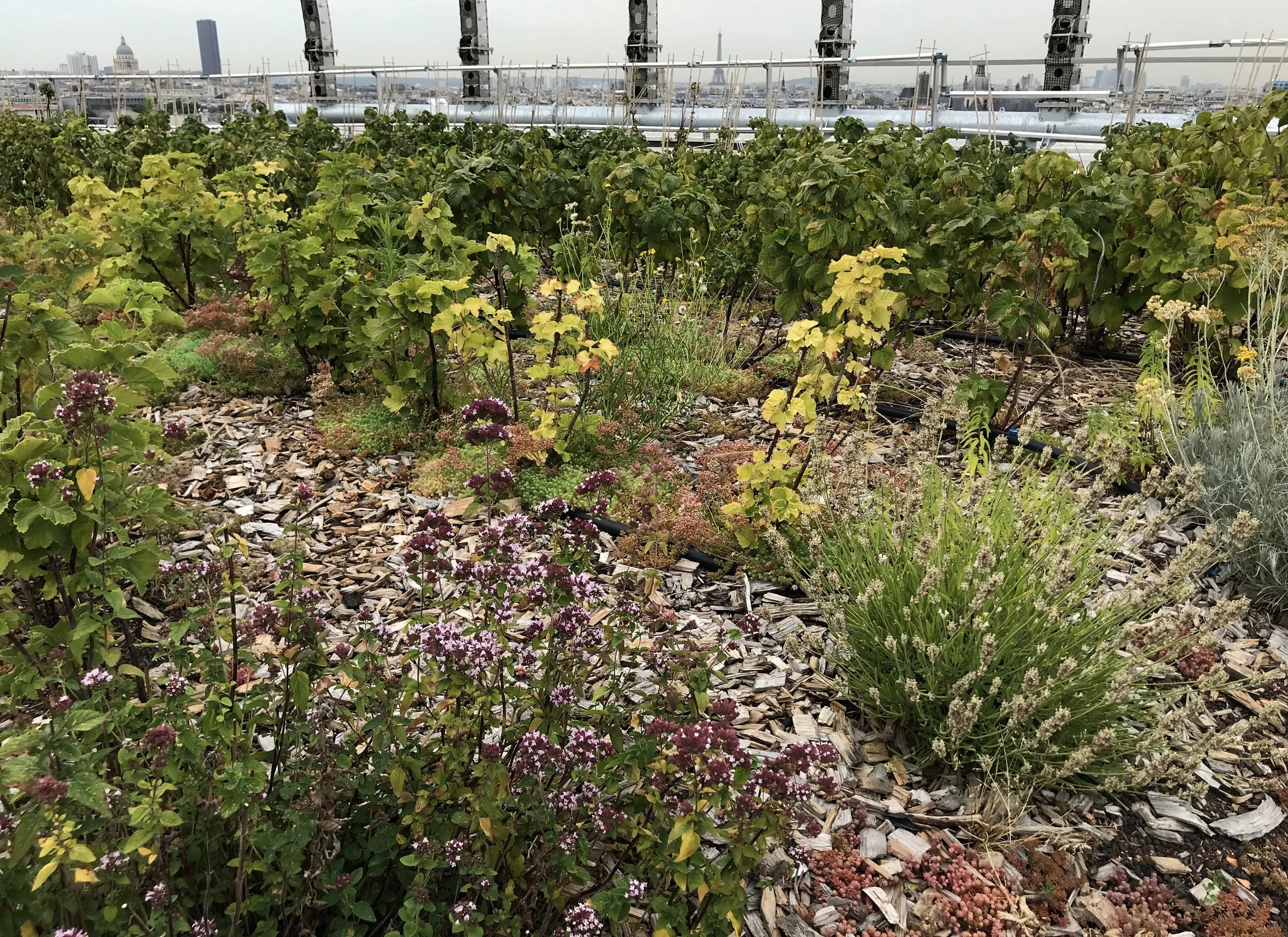 Cultivating Change: The Role of Urban Agriculture in European Policy ...