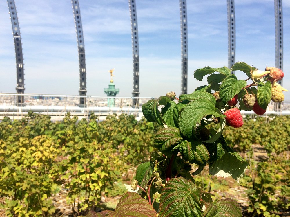 Cultivating Change: The Role of Urban Agriculture in European Policy ...