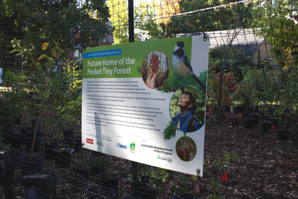 How Innovative Mini Forests Bring Ecology to Urban Spaces | Emily Amon & Heather Schibli