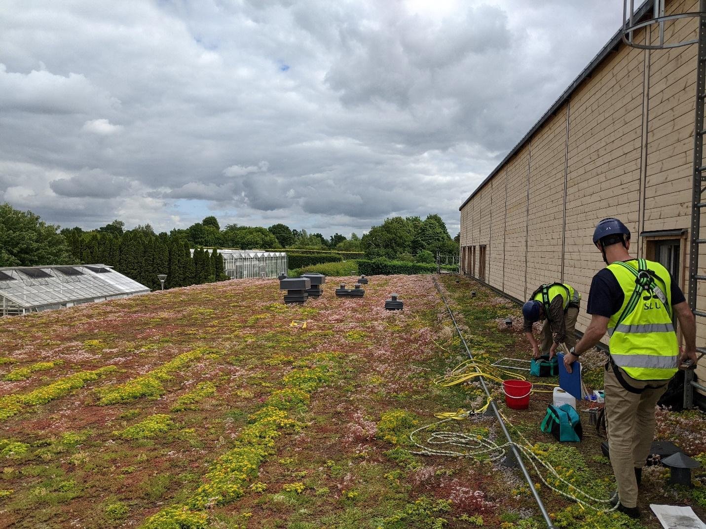How Mycorrhizae Can Benefit the Performance of Green Roof Plants | Amy ...