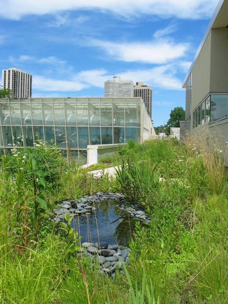 Re-innovating Green Roofs for Biodiversity: Seven Steps | Bruce Dvorak