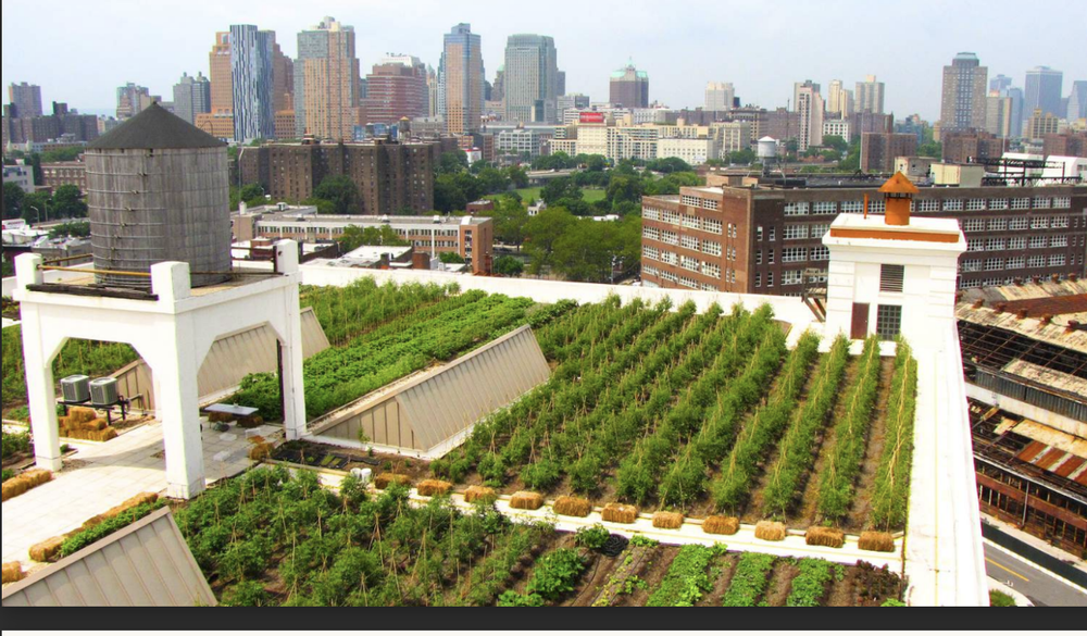 Brooklyn Grange: Growing a Greener Future Under New Leadership