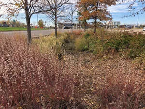 Rain Gardens as Living Stormwater Infrastructure: Planting the Rain ...